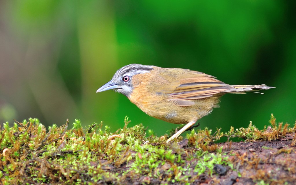 Bar-winged Wren-babbler