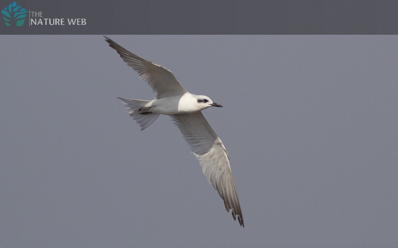 Birds of Indian Subcontinent - Gull-billed Tern