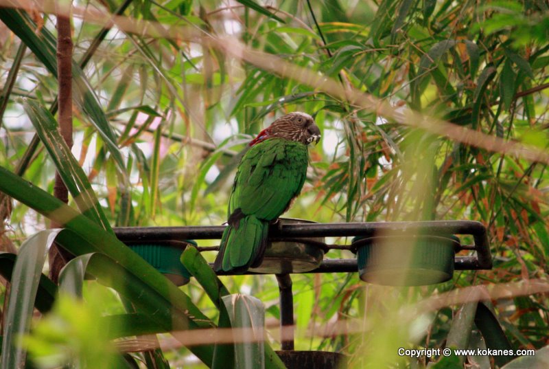 Hawk-headed Parrot