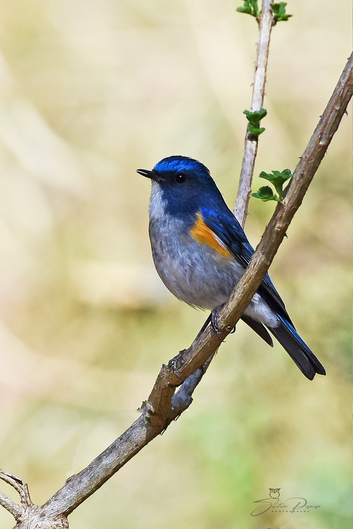 Himalayan Bluetail