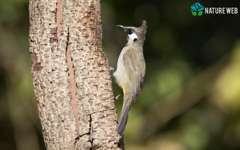 Himalayan Bulbul