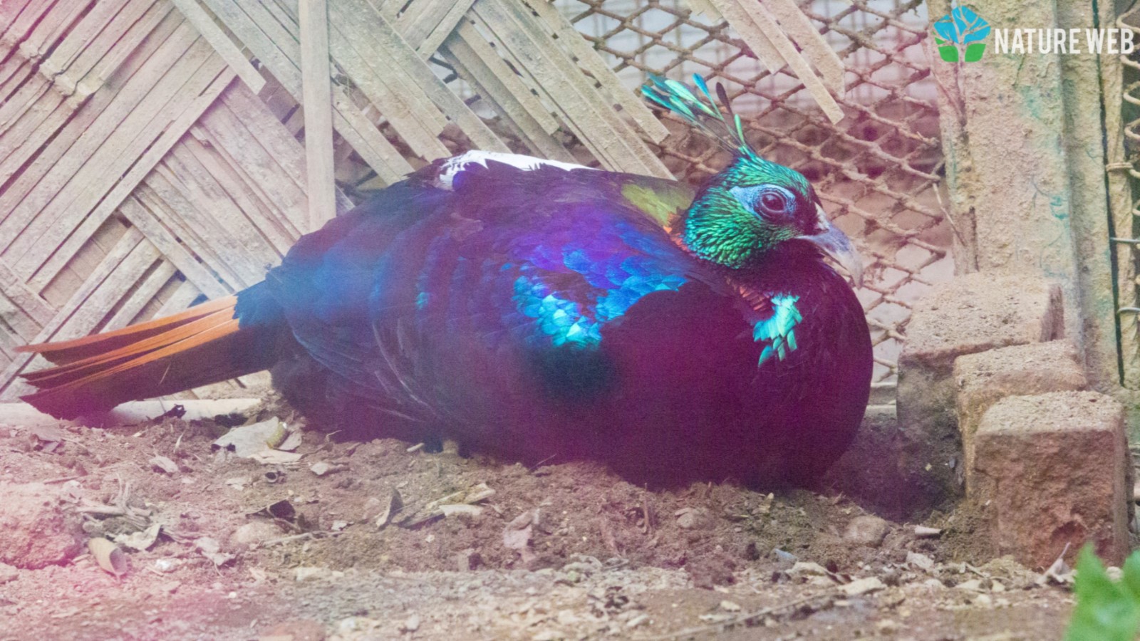 Birds of Indian Subcontinent - Himalayan Monal