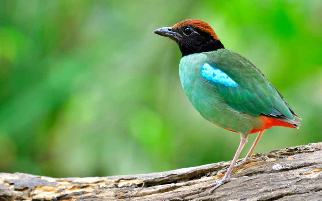 Hooded Pitta