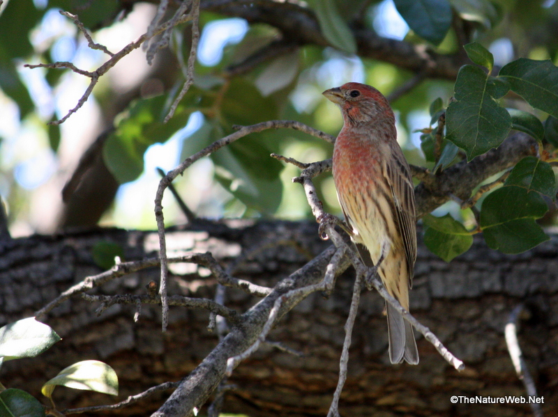 Red-mantled Rosefinch