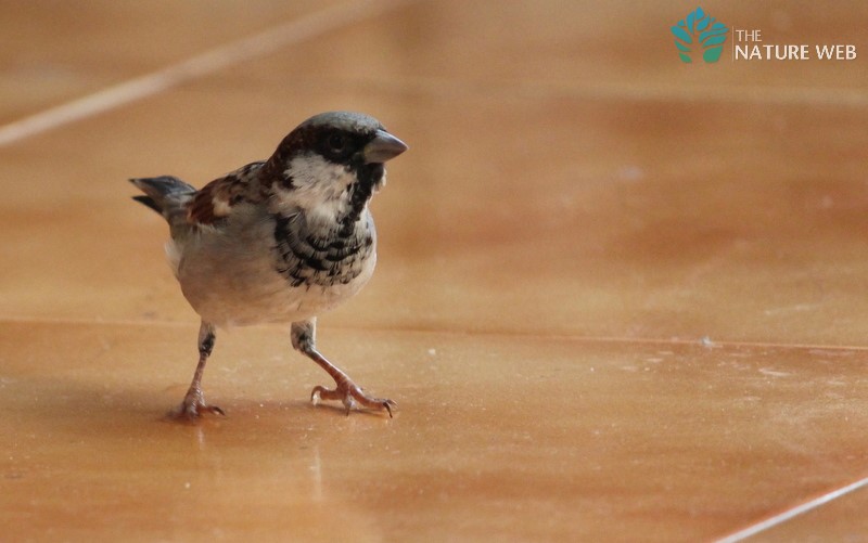 Malayalam Bird Names