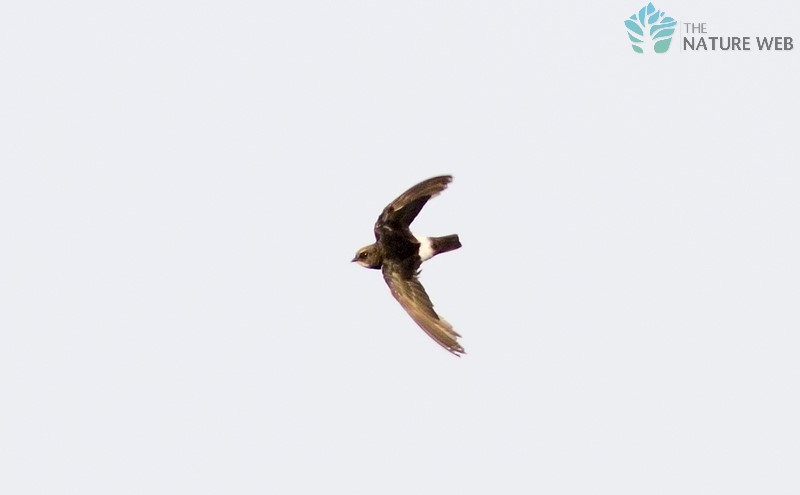 Birds of Indian Subcontinent - House Swift