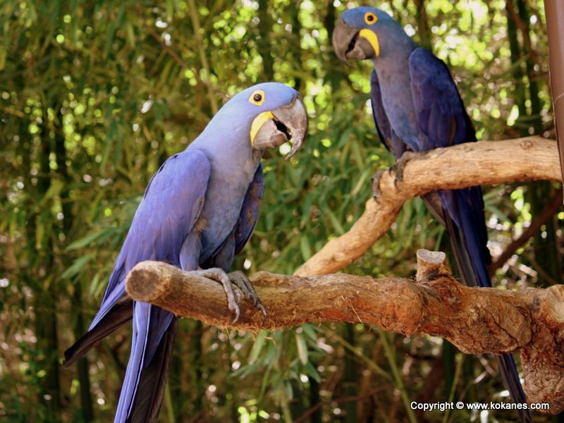Hyacinth Macaw