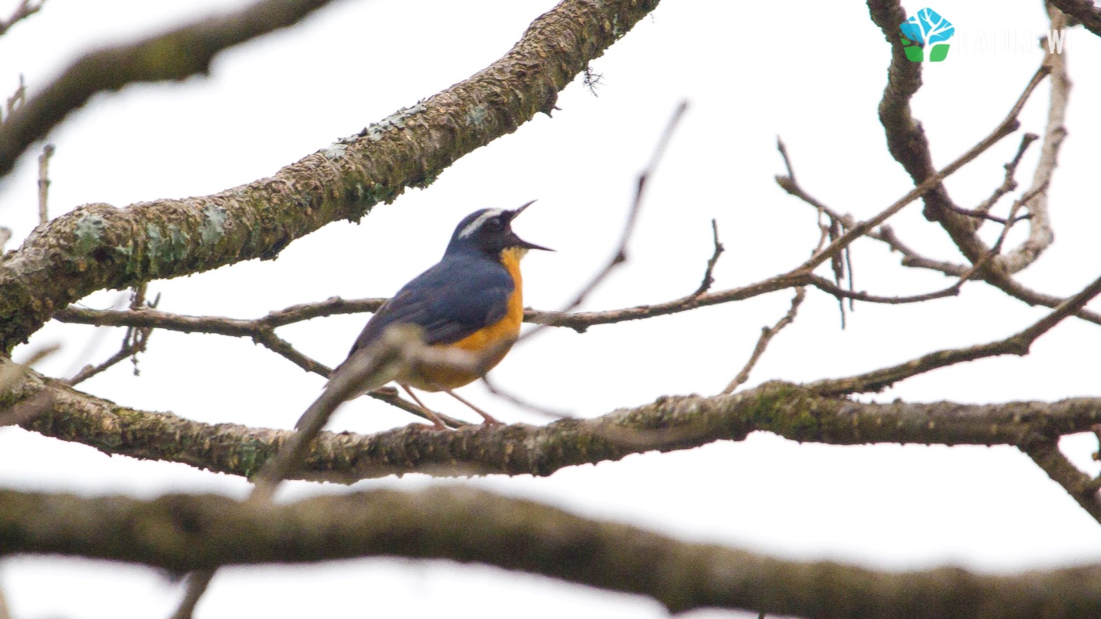 Indian Blue Robin