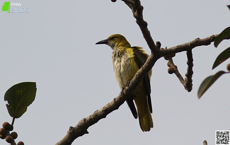 Indian Golden Oriole
