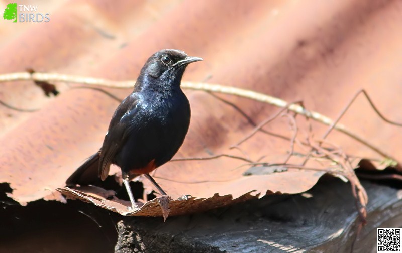 Birds of Indian Subcontinent - Indian Robin
