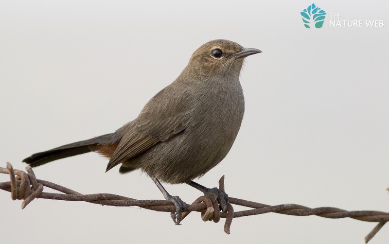 Indian Robin