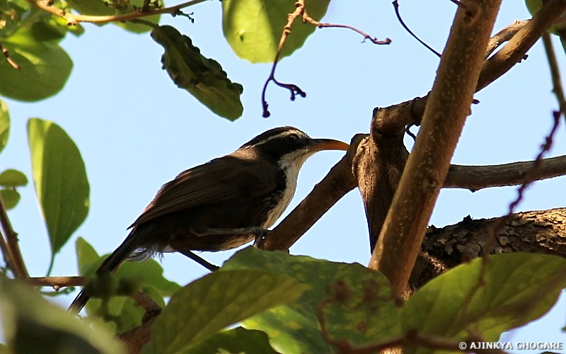Indian Scimitar Babbler