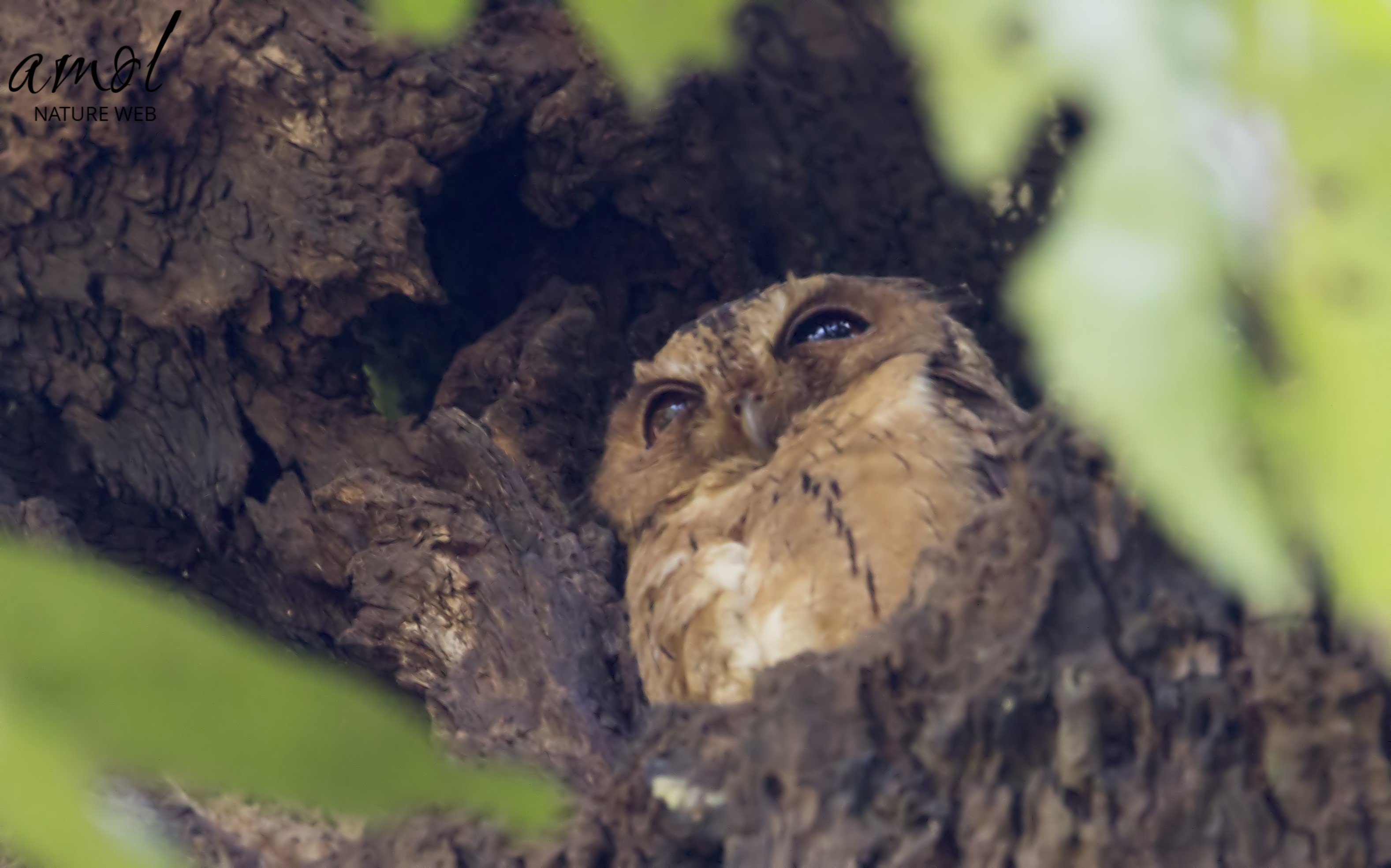 Pallid Scops-owl