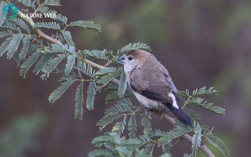 Indian Silverbill