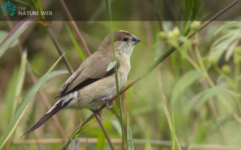 Indian Silverbill