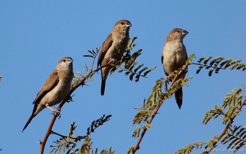 Indian Silverbill