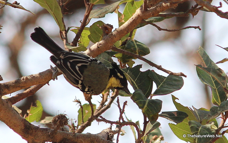 Indian Yellow Tit