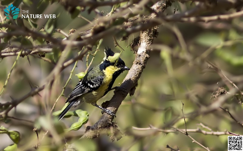 Indian Yellow Tit