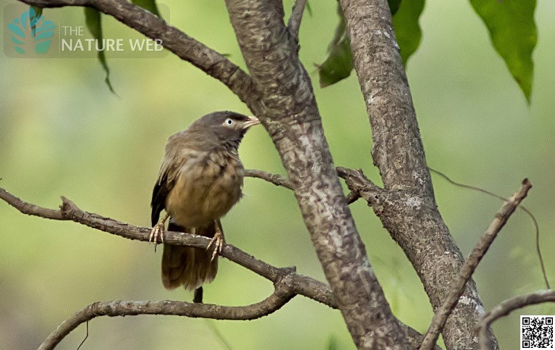 Jungle Babbler