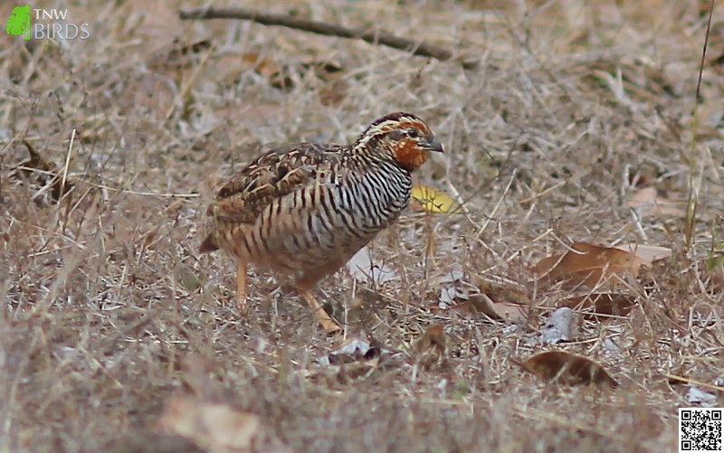 Jungle Bush Quail