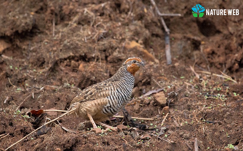 Birds of Indian Subcontinent - Jungle Bush Quail