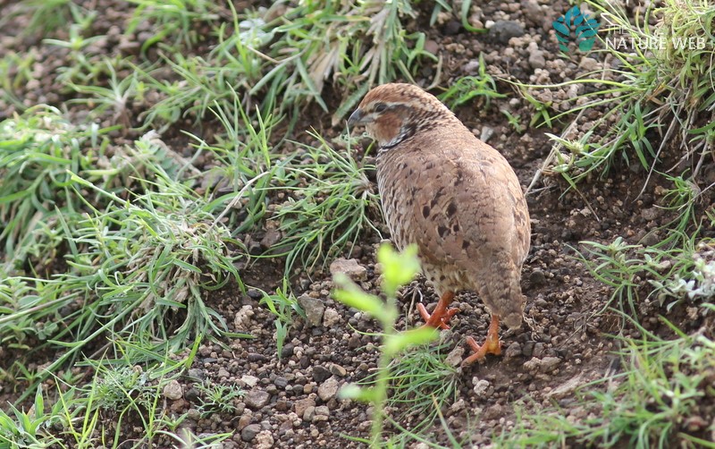 Jungle Bush Quail