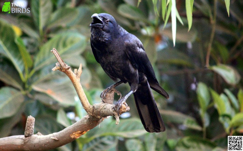 Birds of Indian Subcontinent - Jungle Crow