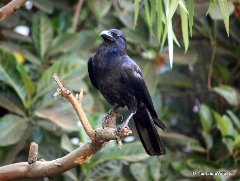 Jungle Crow