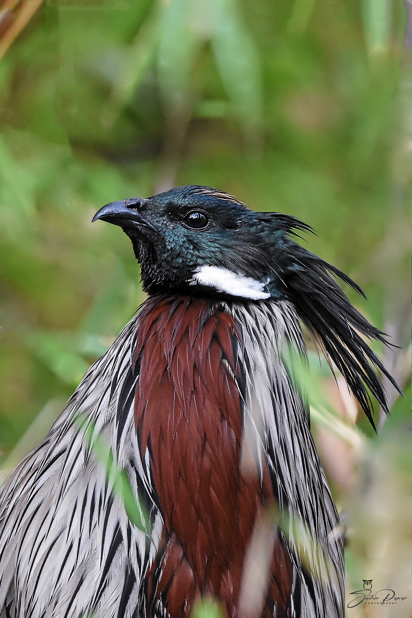 Chestnut-breasted Partridge