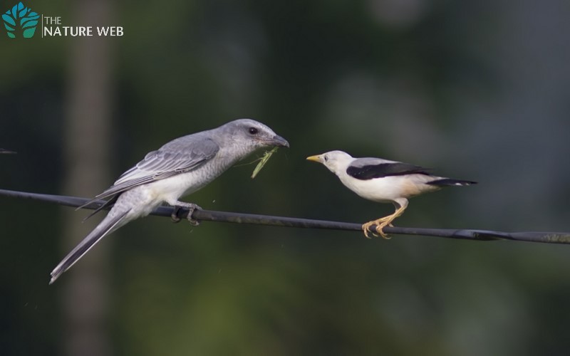 Large Cuckoo-shrike