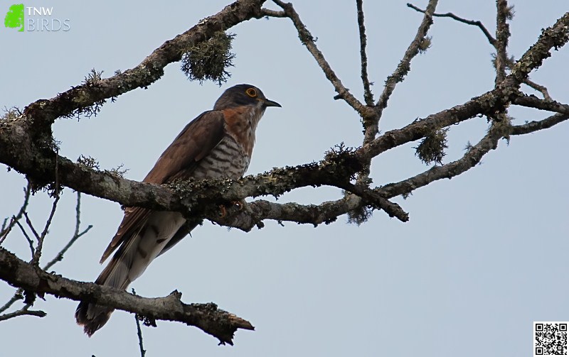 Common Hawk-cuckoo
