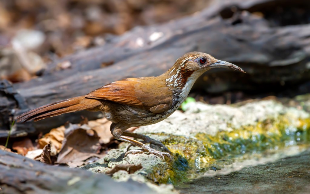 Rufous-fronted Babbler