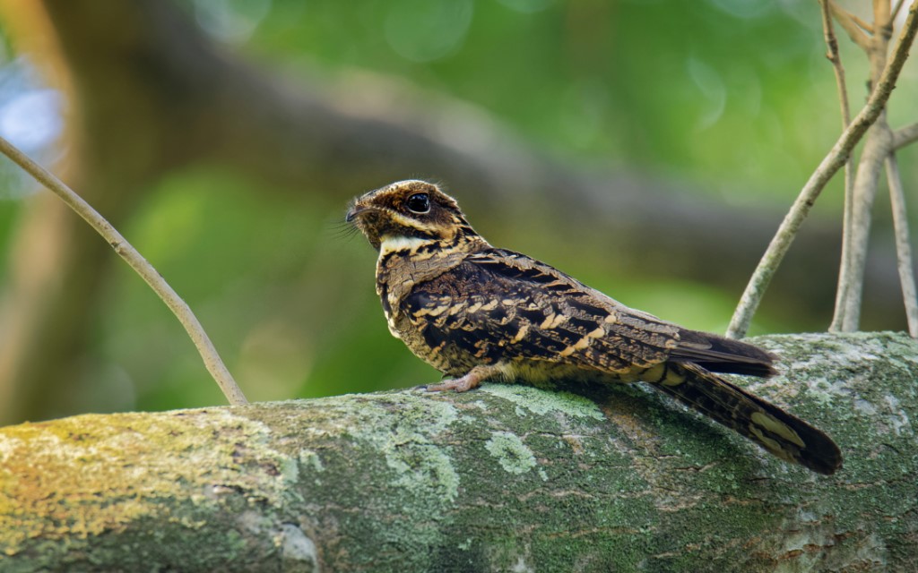 Indian Jungle Nightjar