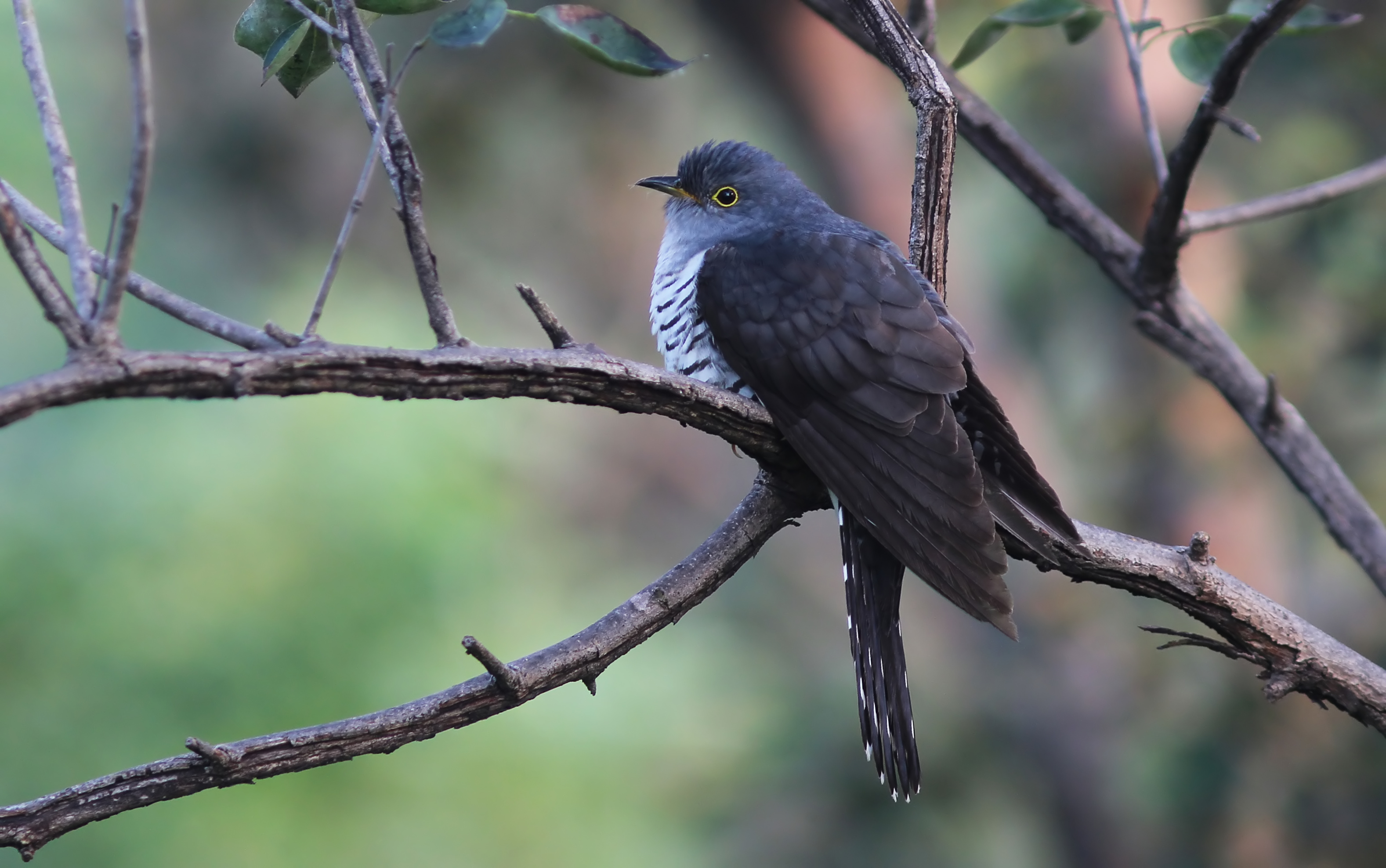 Asian Koel