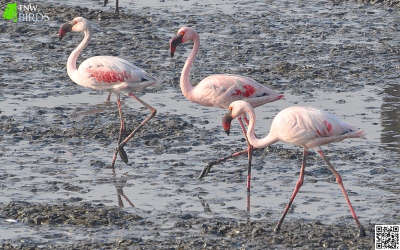 Birds of Indian Subcontinent - Lesser Flamingo