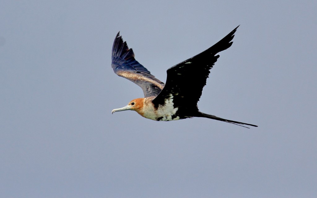 Frigatebirds