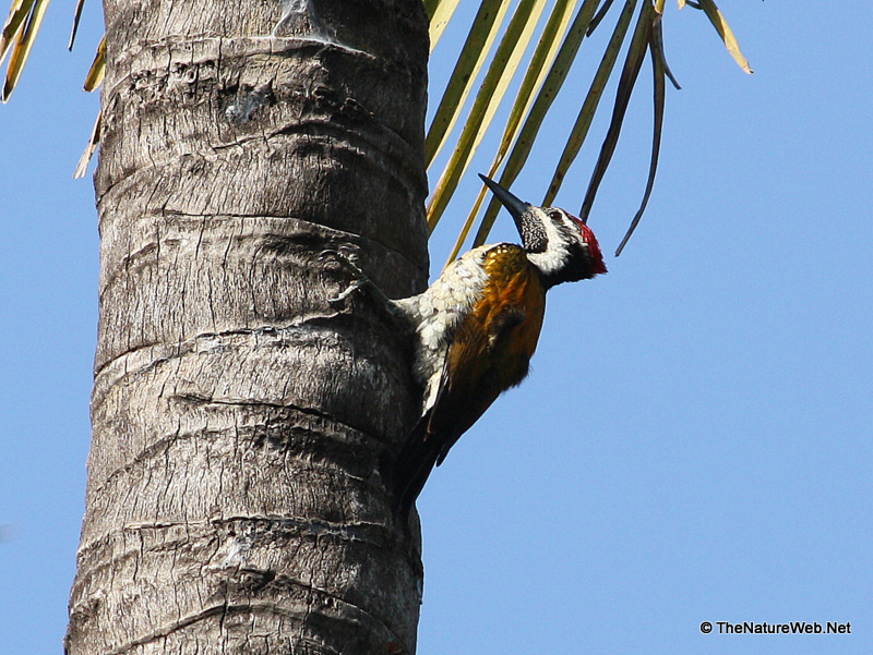 Lesser Goldenback