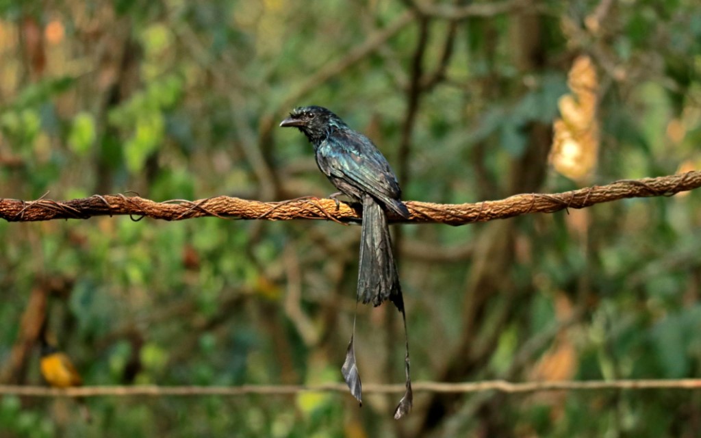 Birds of Indian Subcontinent - Lesser Racket-tailed Drongo