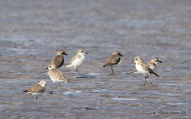 Lesser Sand Plover