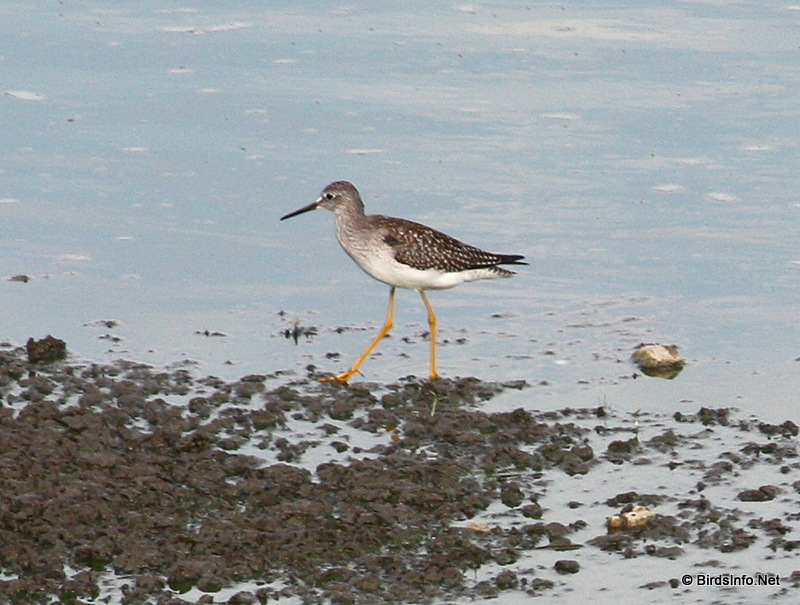 Lesser Yellowlegs
