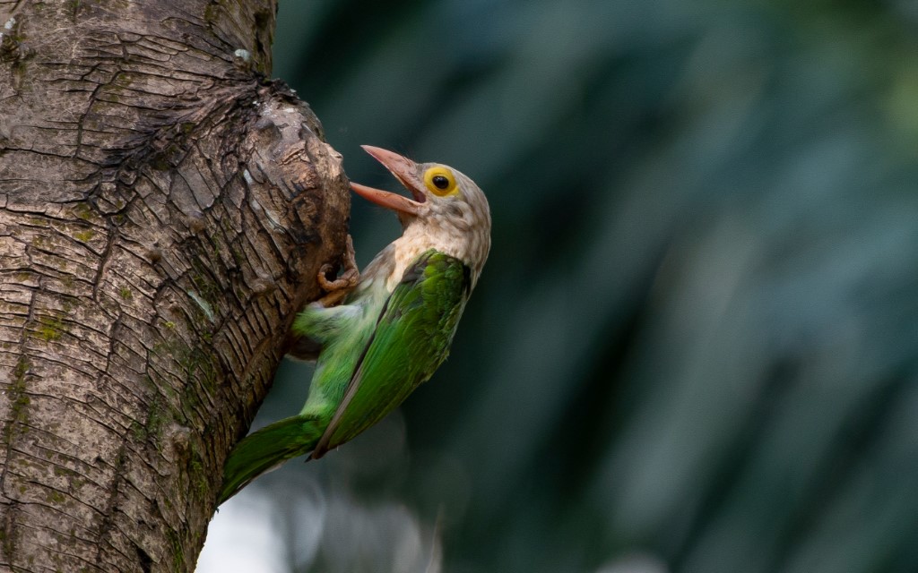 Lineated Barbet