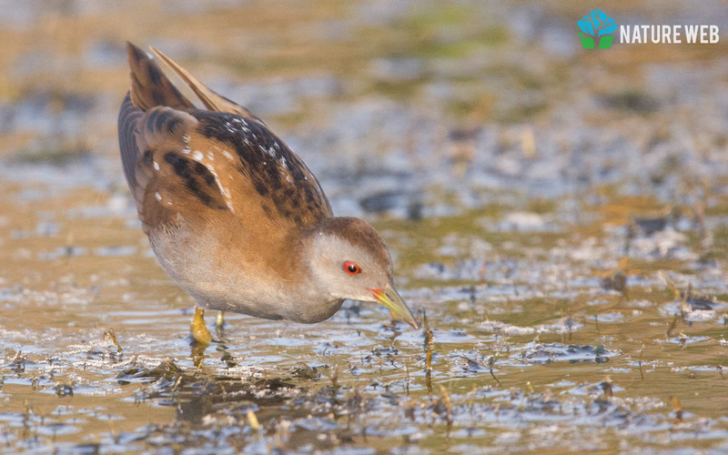 Brown Crake