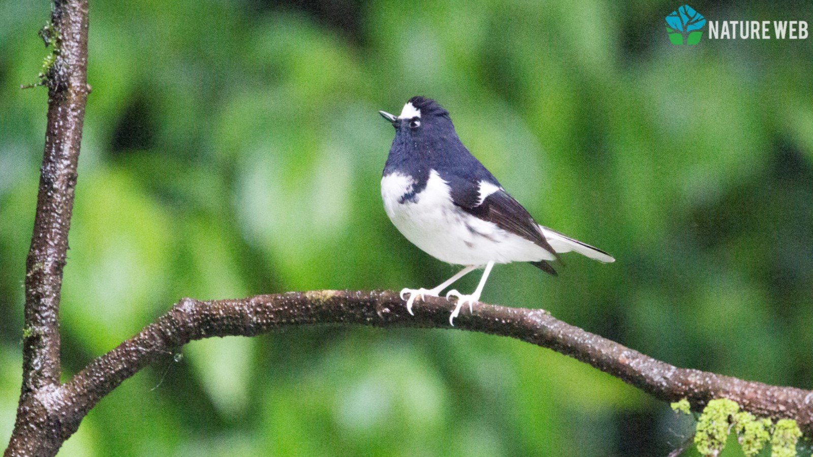 Birds of Indian Subcontinent - Little Forktail