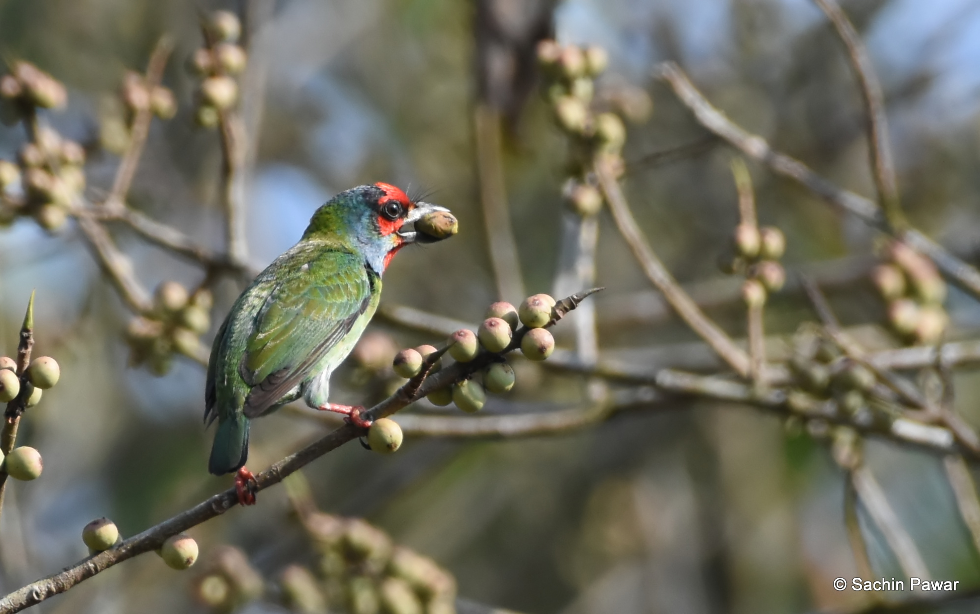 Malabar Barbet