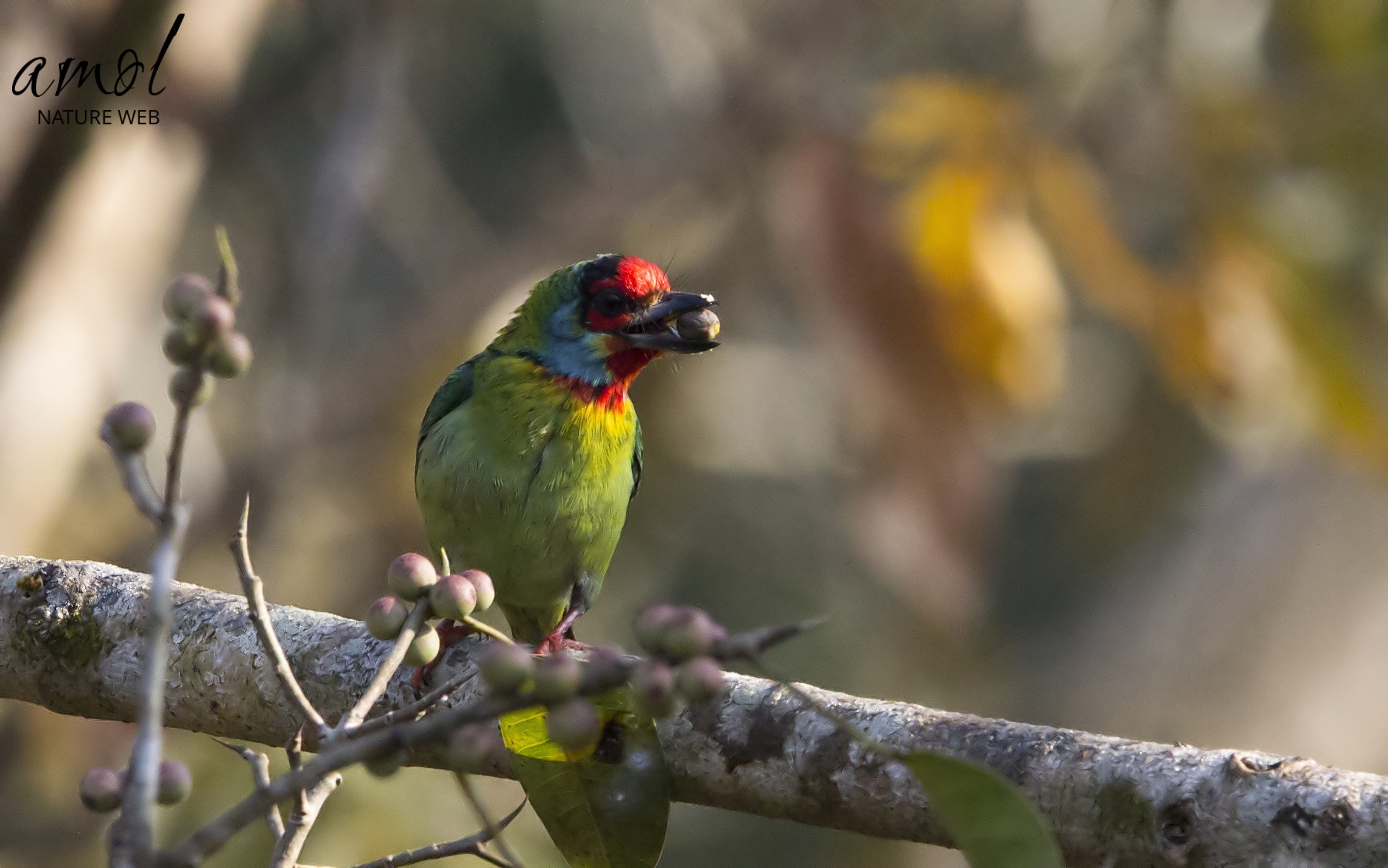 Brown-headed Barbet