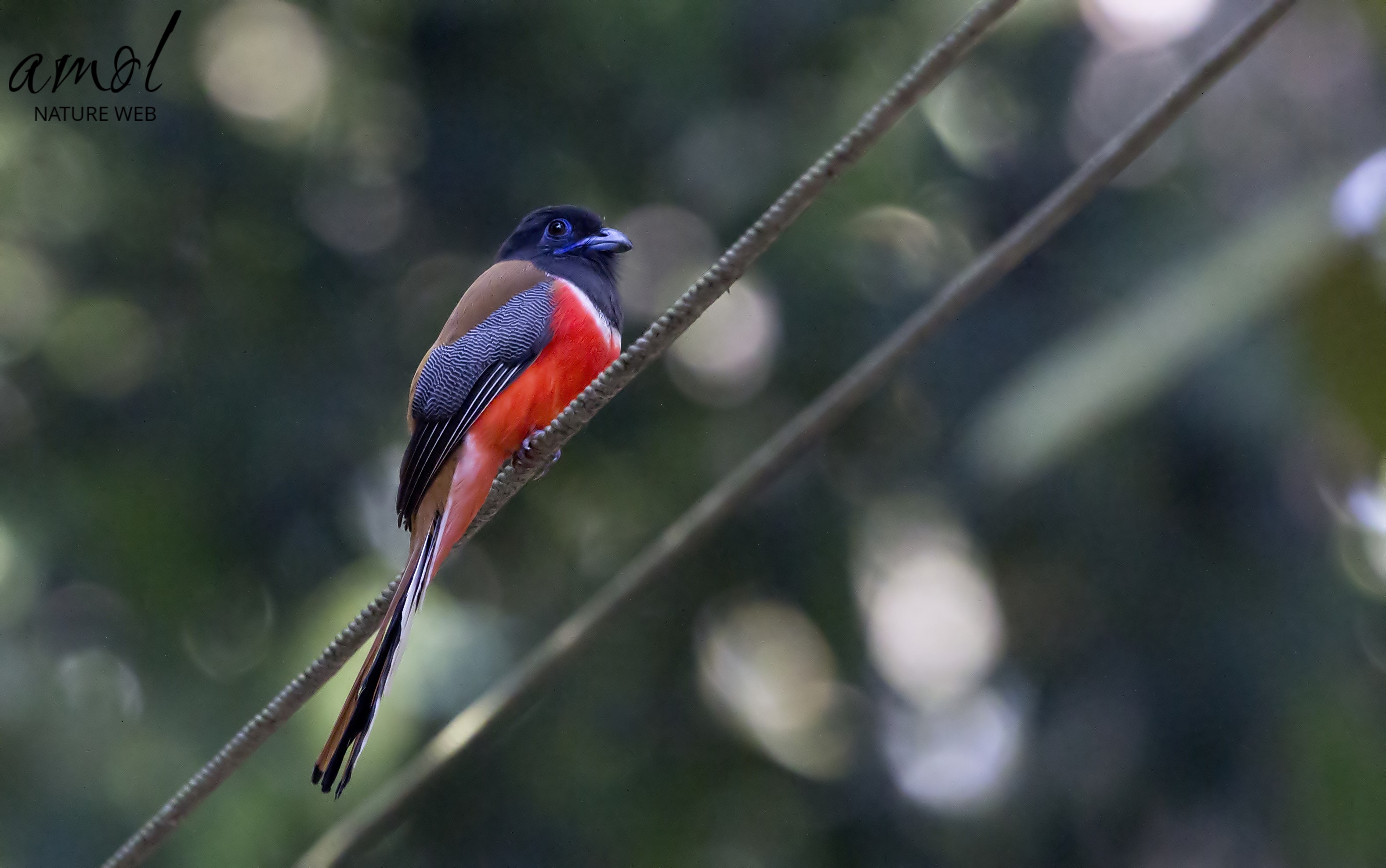 Malabar Trogon