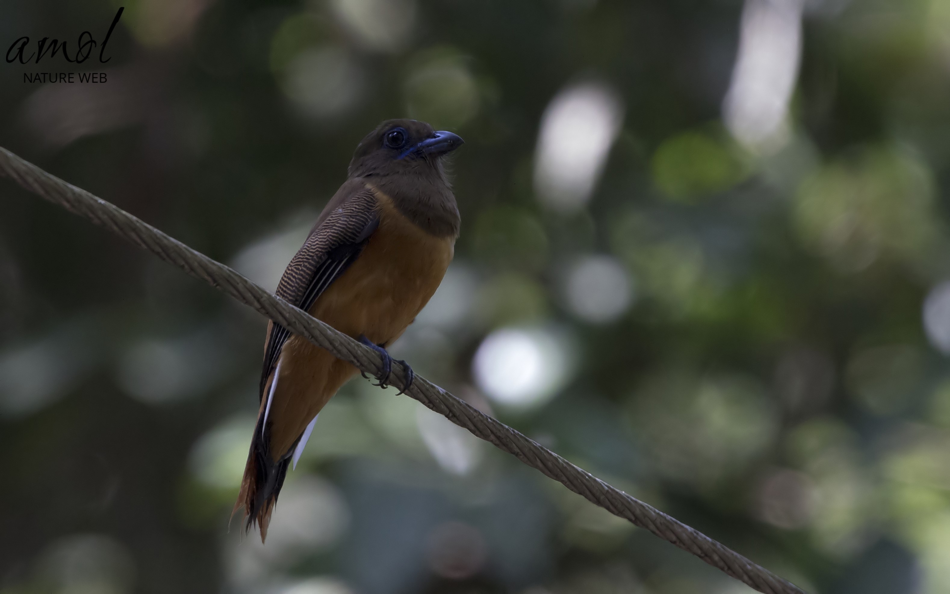 Malabar Trogon