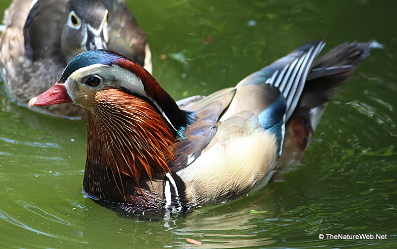 Mandarin Duck