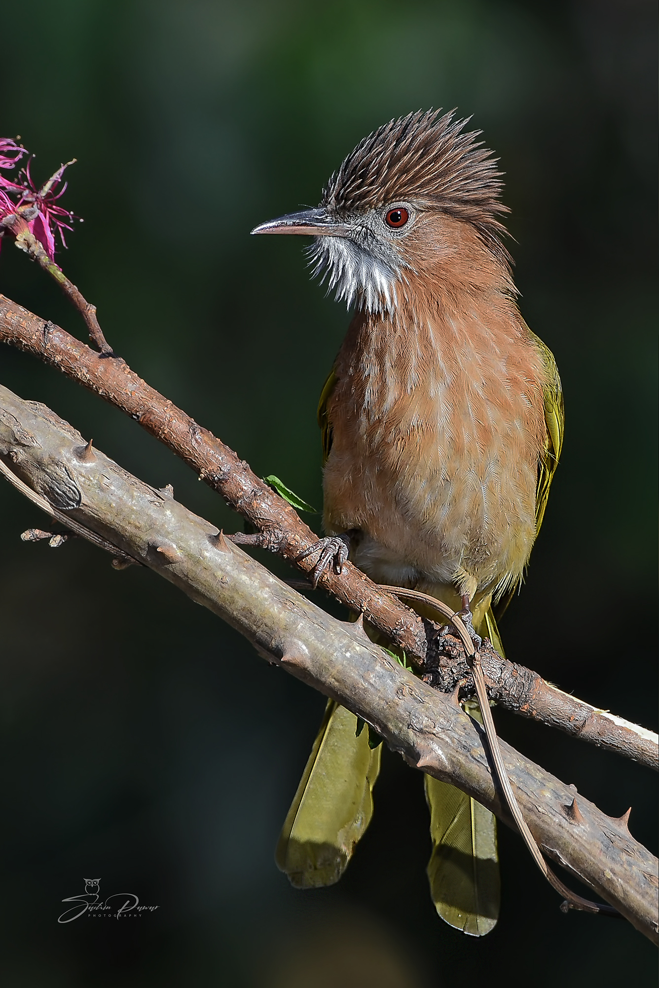 Red-vented Bulbul
