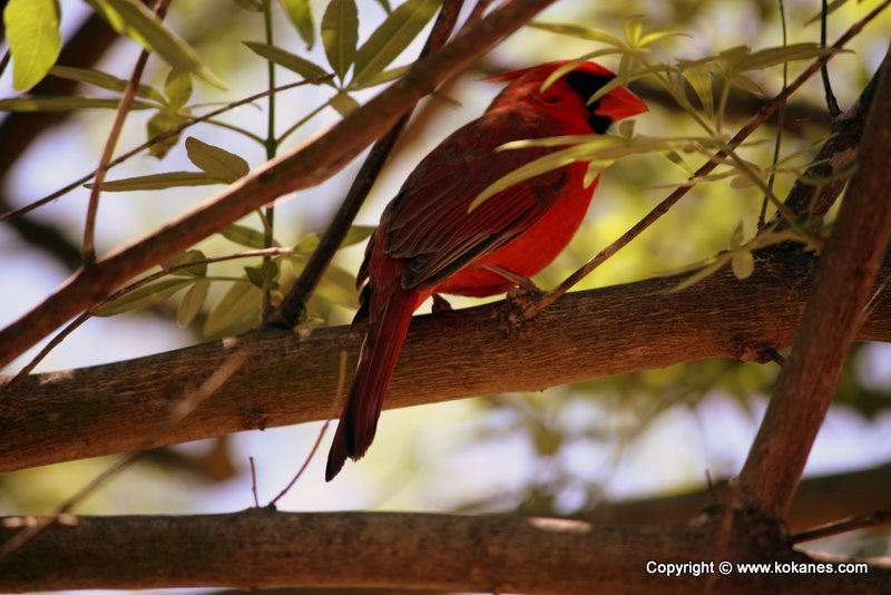 Northern Cardinal